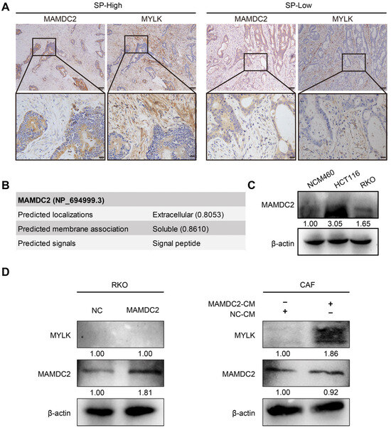 The Expression and Molecular Roles of MAMDC2 in MSS Colorectal Cancer ...