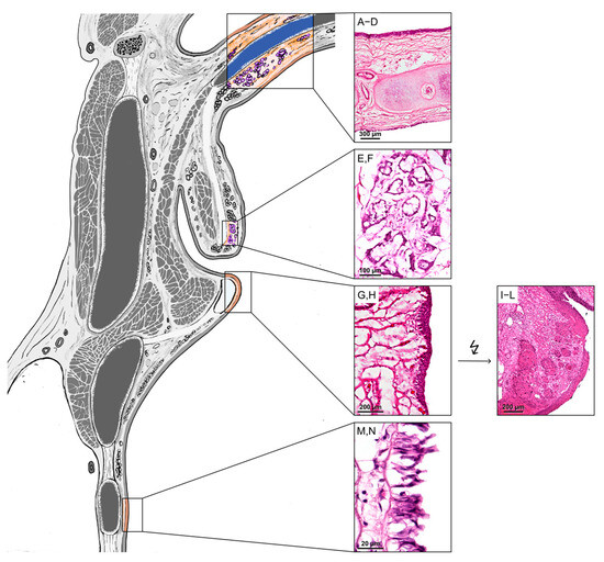 The Potential Role of SP-G and PLUNC in Tumor Pathogenesis and Wound ...