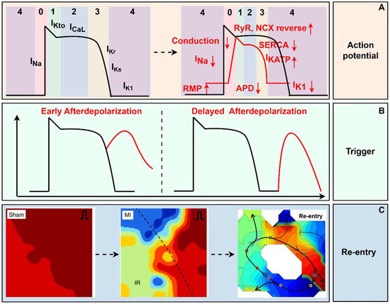 Ventricular Arrhythmias and Myocardial Infarction: Electrophysiological ...