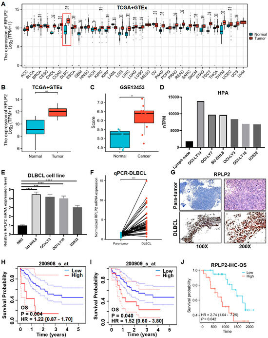 Targeting RPLP2 Triggers DLBCL Ferroptosis by Decreasing FXN Expression