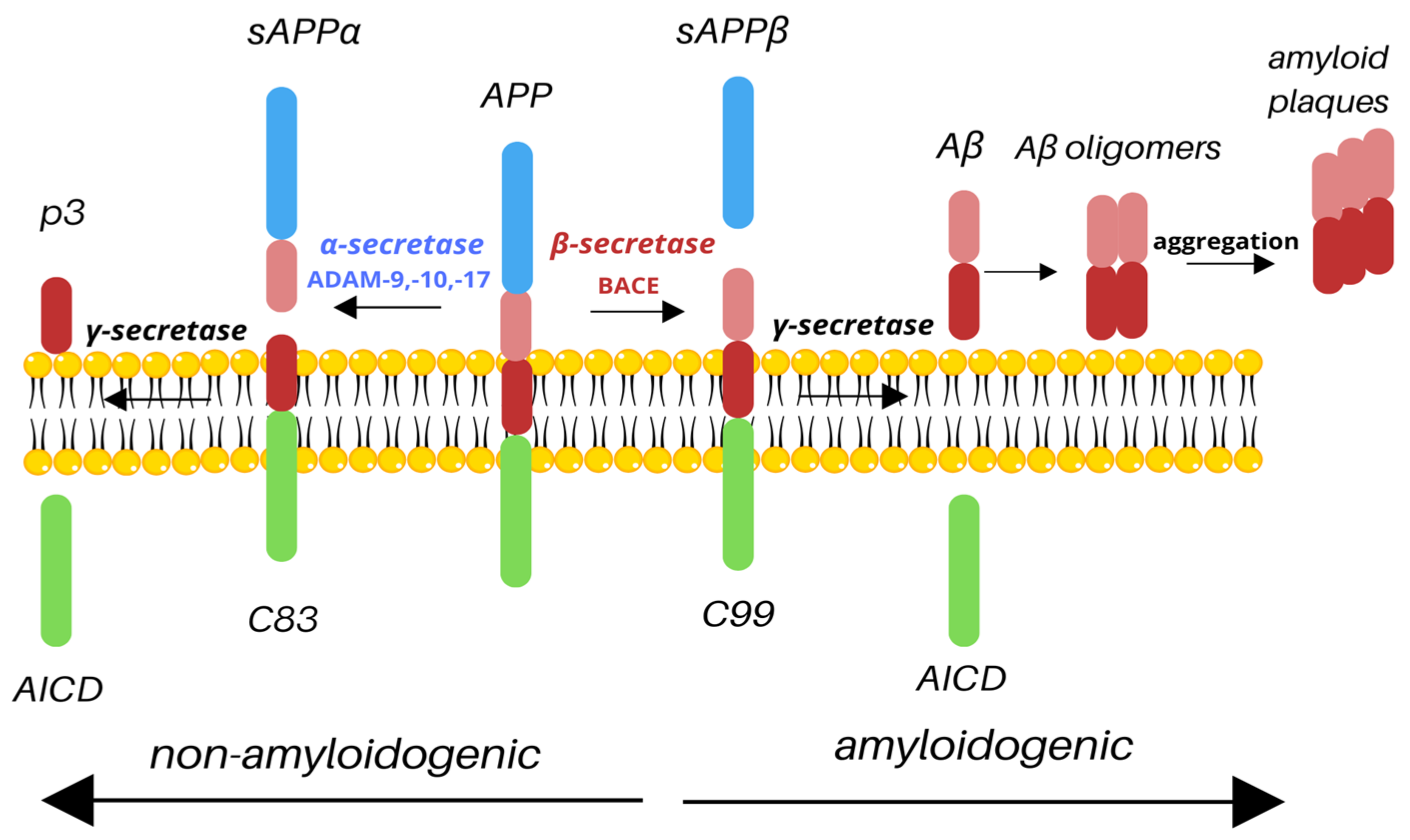 The Potential Regulators of Amyloidogenic Pathway of APP Processing in ...