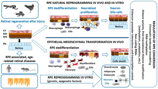 Epigenetic Modifications in the Retinal Pigment Epithelium of the Eye ...