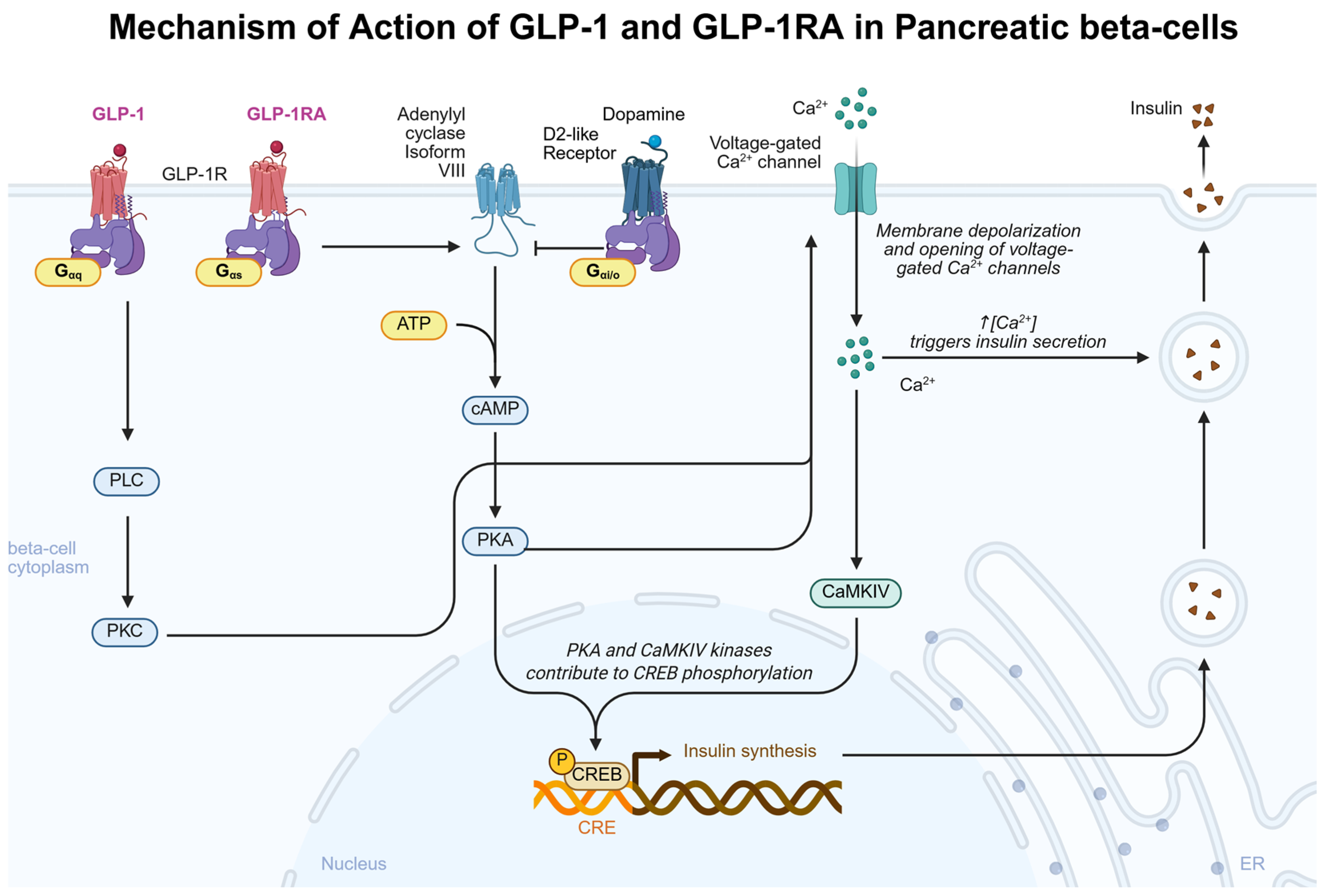 GLP-1 and Its Role in Glycogen Production: A Narrative Review