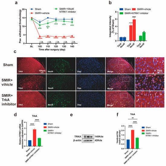 Unidirectional Crosstalk Between NTRK1 and IGF2 Drives ER Stress in ...