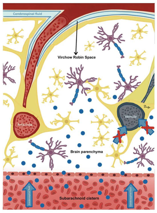 Cerebral Edema in Traumatic Brain Injury