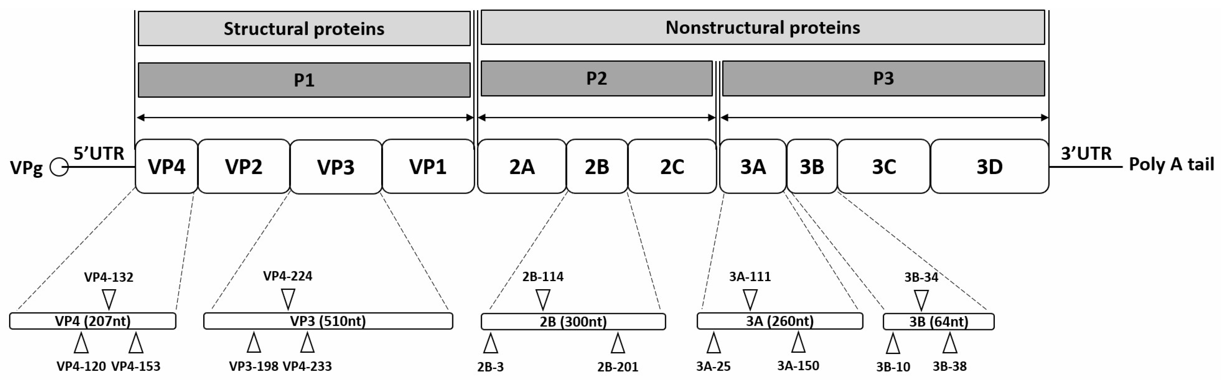 Small Interfering RNAs Targeting VP4, VP3, 2B, or 3A Coding Regions of ...