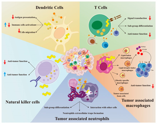 Lipid Metabolism Reprogramming in Cancer: Insights into Tumor Cells and Immune Cells Within the ...