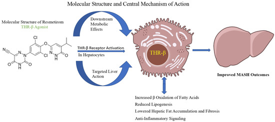 Resmetirom for MASH: A Comprehensive Review of a Novel Therapeutic Frontier
