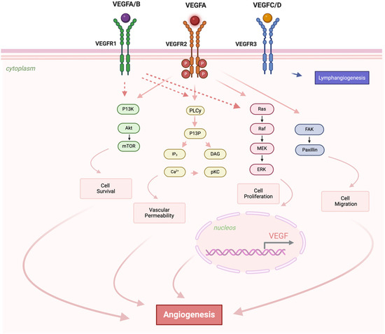 Polymorphisms in VEGF Signaling Pathway Genes and Their Potential ...