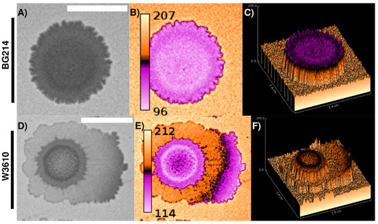 A Machine Learning-Empowered Workflow to Discriminate Bacillus subtilis ...