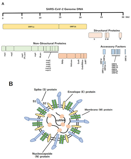 BioMedInformatics | Free Full-Text | In Silico Protein Structure ...