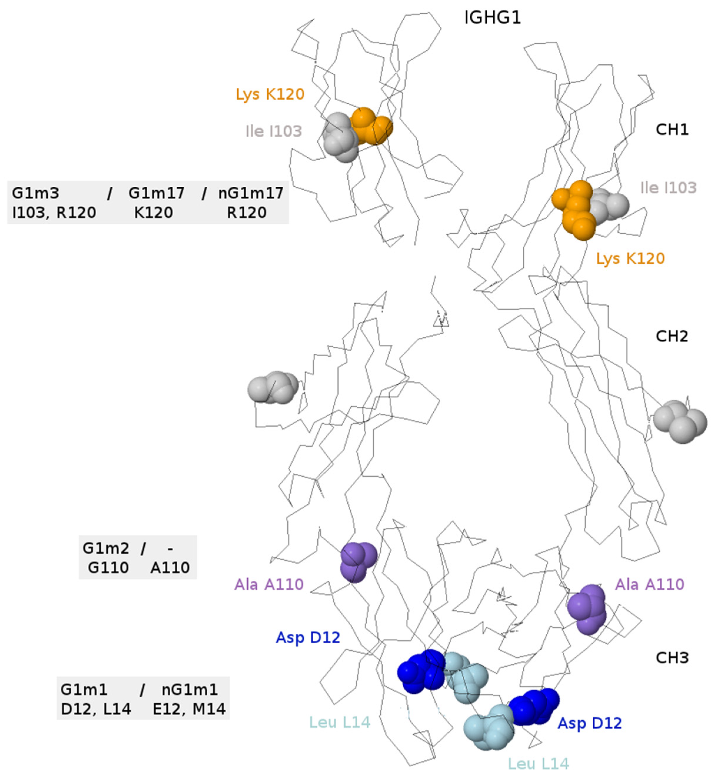 Human Gm, Km, and Am Allotypes: WHO/IMGT Nomenclature and IMGT Unique ...