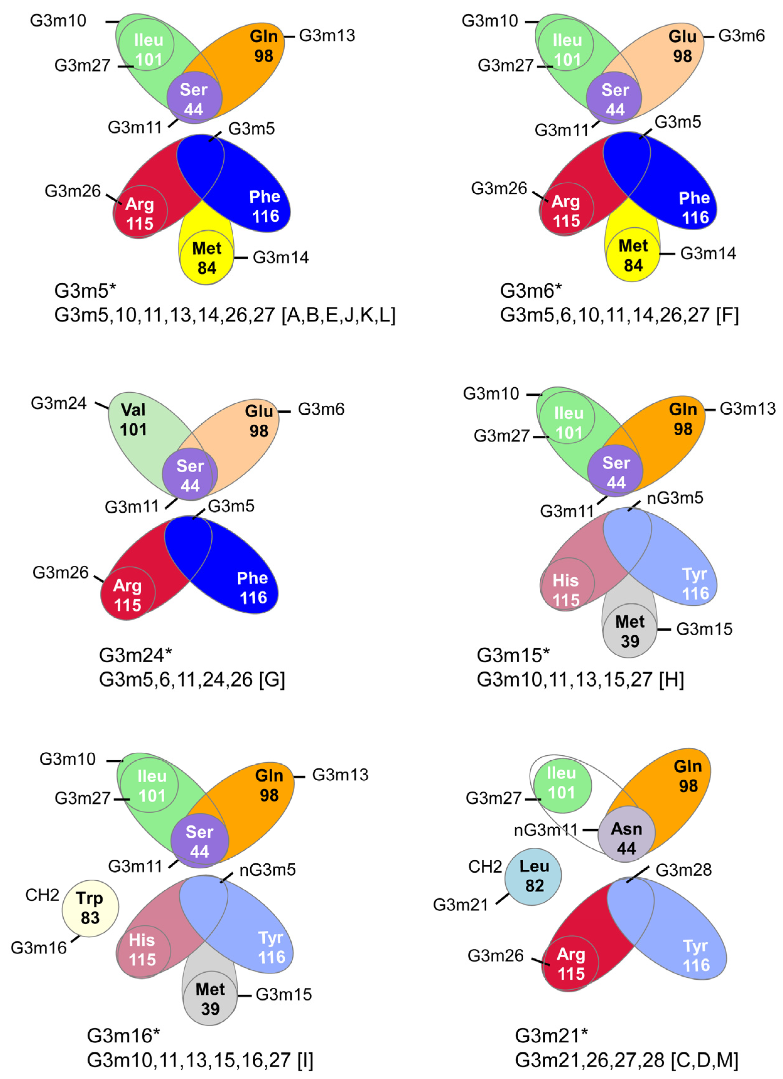 Human Gm, Km, and Am Allotypes: WHO/IMGT Nomenclature and IMGT Unique ...