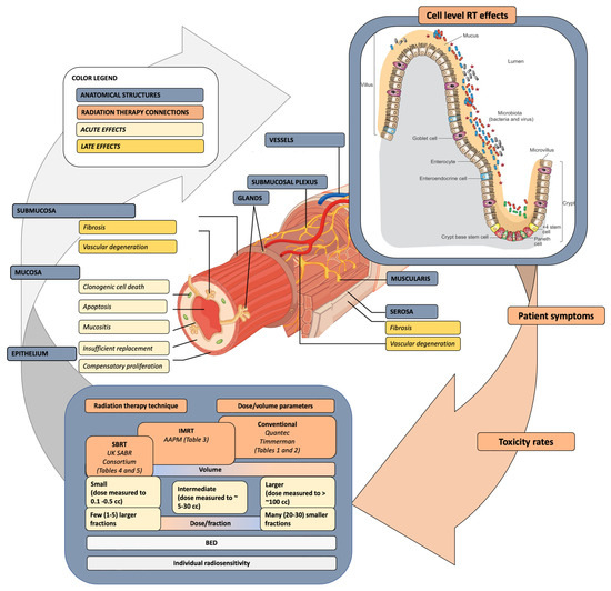 Small Bowel Dose Constraints in Radiation Therapy—Where Omics-Driven ...