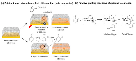 Biomimetics | Free Full-Text | Catechol-Based Hydrogel for Chemical ...