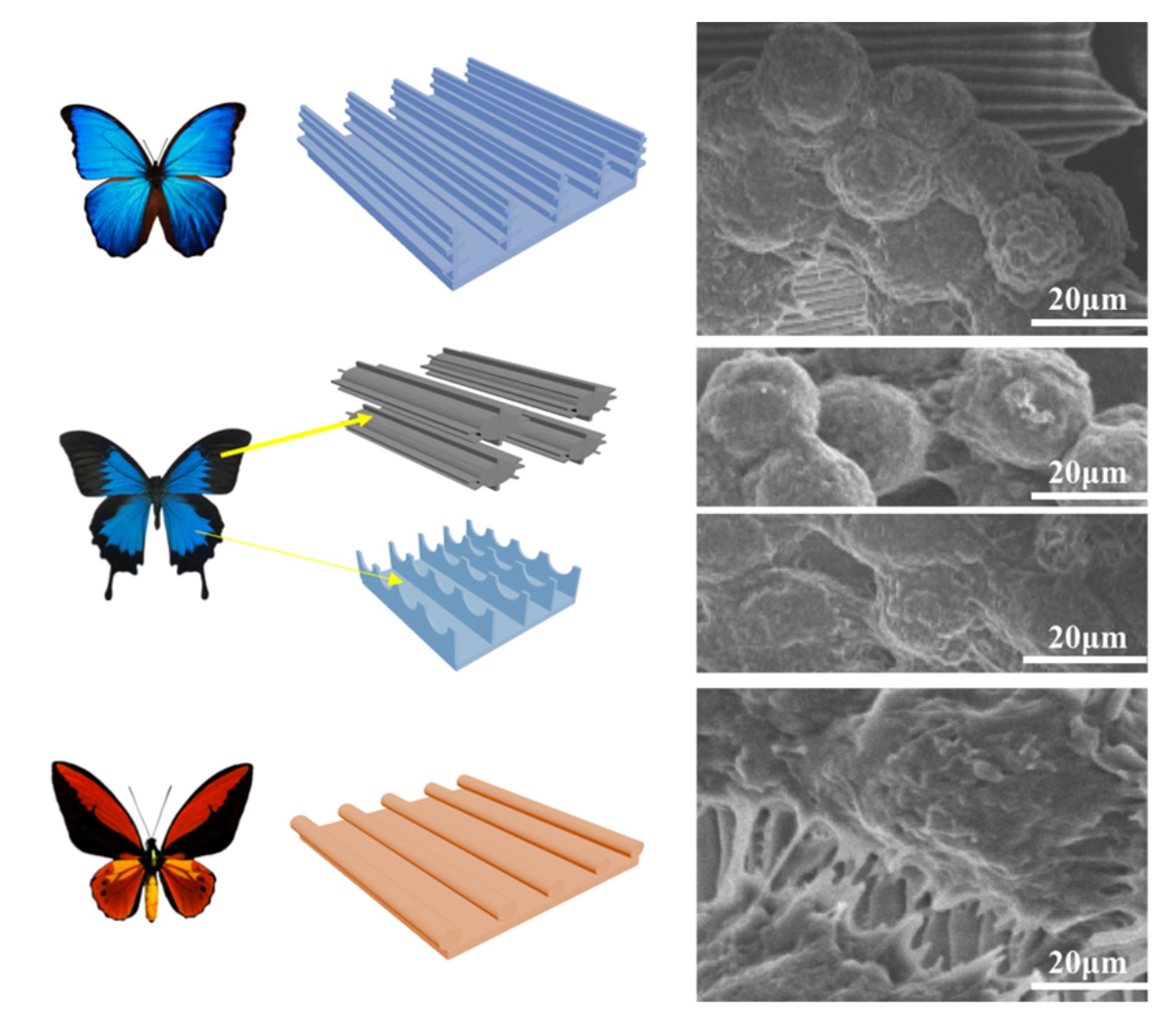 Biomimetics | Free Full-Text | Hepatocyte Aggregate Formation on Chitin ...