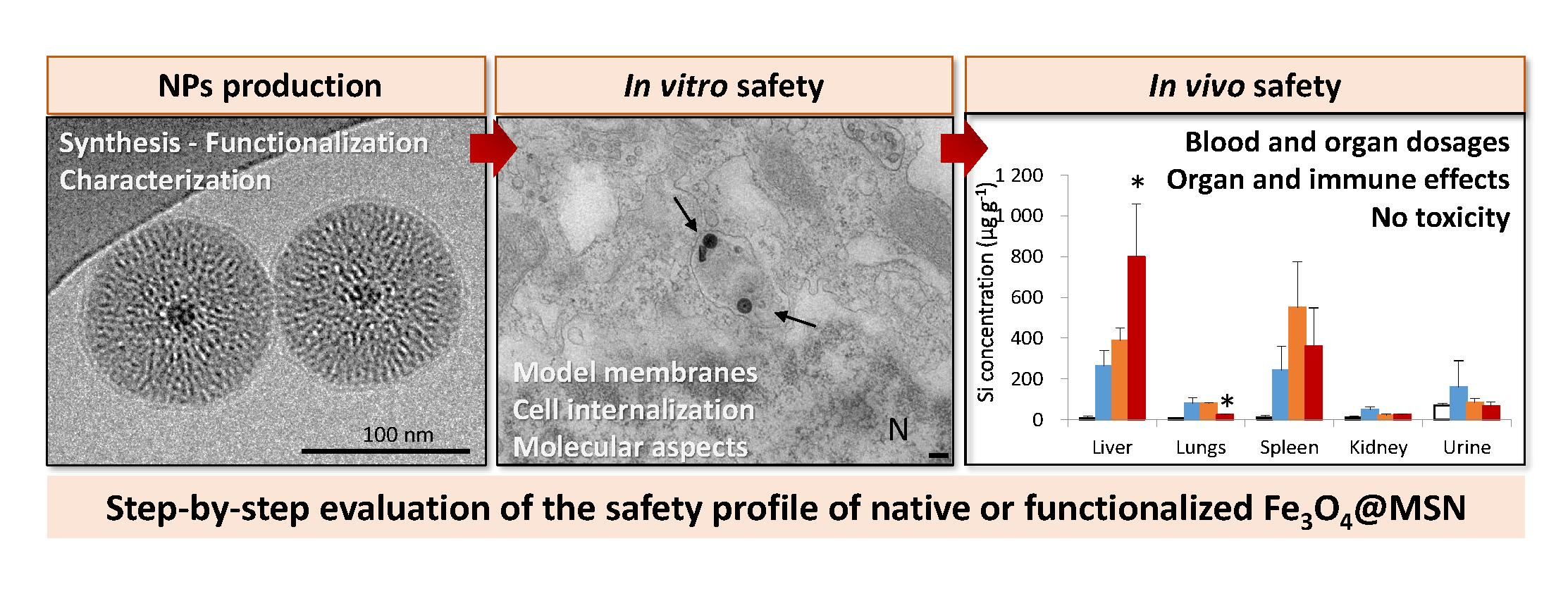 Biomimetics | Free Full-Text | Biosafety of Mesoporous Silica Nanoparticles