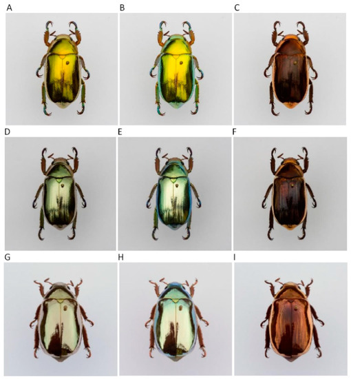 Photonic Crystal Characterization of the Cuticles of Chrysina ...