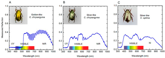 Photonic Crystal Characterization of the Cuticles of Chrysina ...