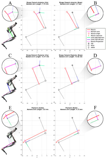 Analyzing Moment Arm Profiles in a Full-Muscle Rat Hindlimb Model