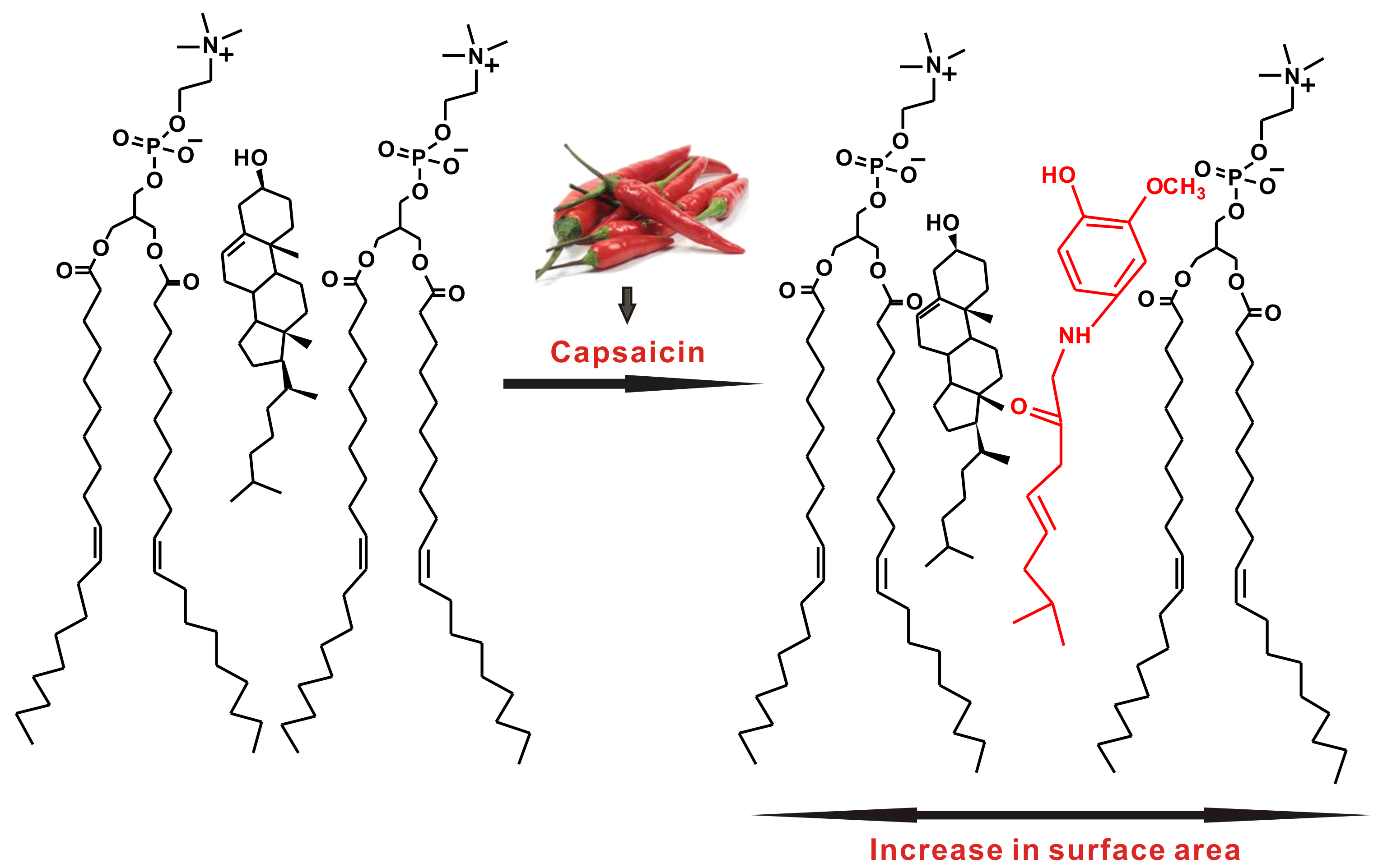 Biomimetics | Free Full-Text | Effects of Capsaicin on Biomimetic Membranes