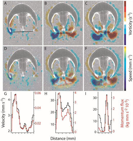 Hydrodynamics of Vortex Generation during Bell Contraction by the ...