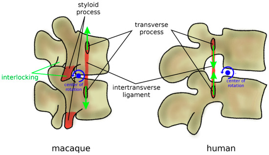 The Spine: A Strong, Stable, and Flexible Structure with Biomimetics ...