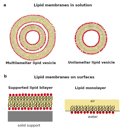 Mimicking the Mammalian Plasma Membrane: An Overview of Lipid Membrane ...