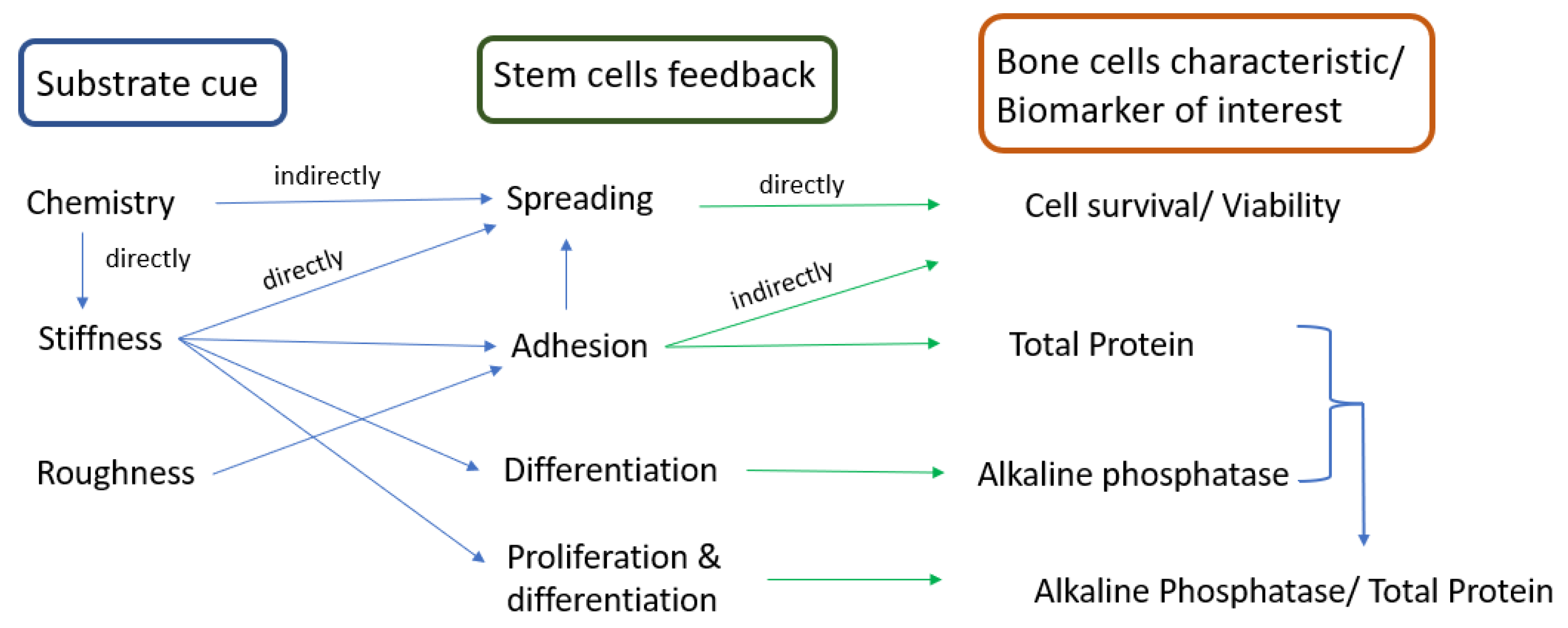The Role of Substrate Topography and Stiffness on MSC Cells Functions ...