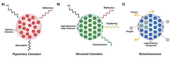 At the Intersection of Natural Structural Coloration and Bioengineering