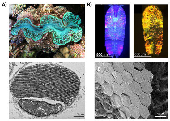 At the Intersection of Natural Structural Coloration and Bioengineering