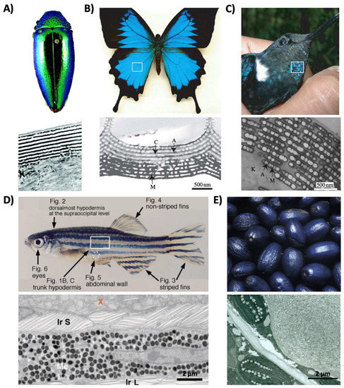 At the Intersection of Natural Structural Coloration and Bioengineering