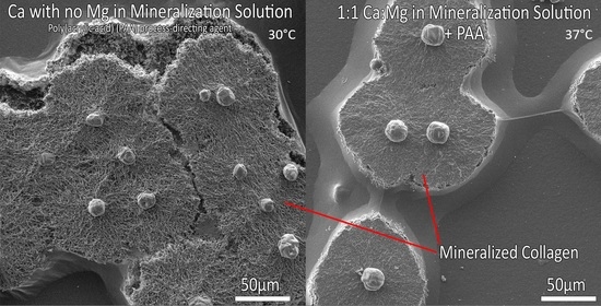 Biomimetics | Free Full-Text | Assessment of Optimal Conditions for ...