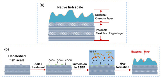 Biomimetic Mineralization in External Layer of Decalcified Fish Scale