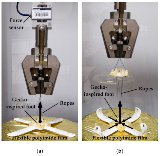 Design of a Variable Stiffness Gecko-Inspired Foot and Adhesion ...
