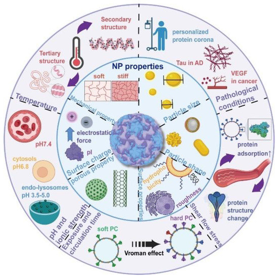 Harnessing Protein Corona for Biomimetic Nanomedicine Design