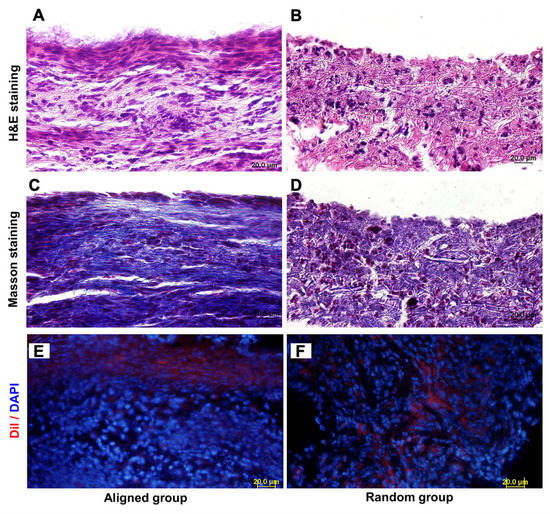 Biomimetics | Free Full-Text | Topographic Orientation of Scaffolds for Tissue Regeneration ...
