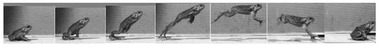 Design of the Jump Mechanism for a Biomimetic Robotic Frog