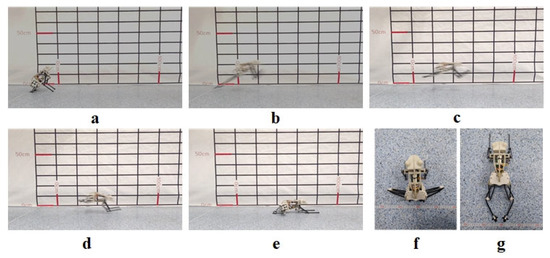 Design of the Jump Mechanism for a Biomimetic Robotic Frog