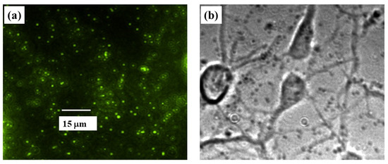 Combined Traction Force–Atomic Force Microscopy Measurements of ...