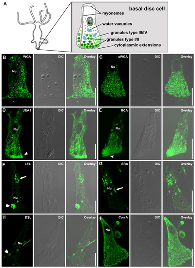 Biomimetics | Free Full-Text | The Involvement of Cell-Type-Specific ...