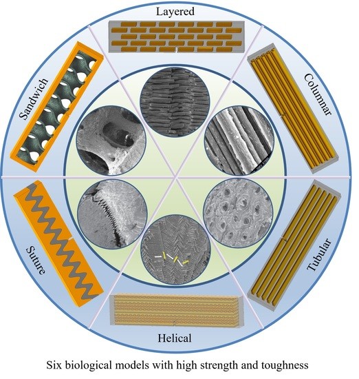 Biomimetics | Free Full-Text | Bending Study of Six Biological Models ...
