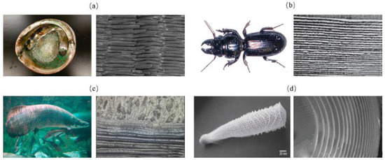 Biomimetics | Free Full-Text | Bending Study of Six Biological Models ...