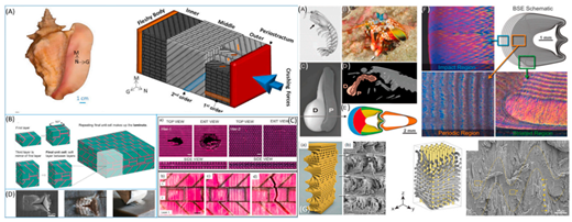 Biomimicking Nature-Inspired Design Structures—An Experimental and Simulation Approach Using ...