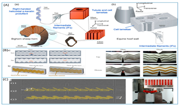 Biomimicking Nature-Inspired Design Structures—An Experimental and Simulation Approach Using ...