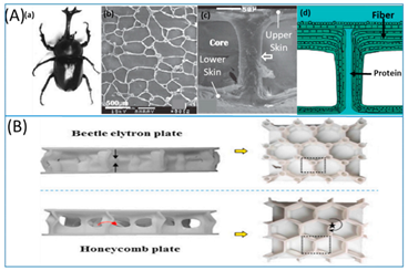 Biomimicking Nature-Inspired Design Structures—An Experimental and Simulation Approach Using ...
