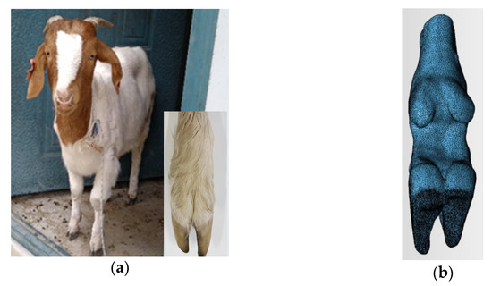 Design and Test of Tread-Pattern Structure of Biomimetic Goat-Sole Tires