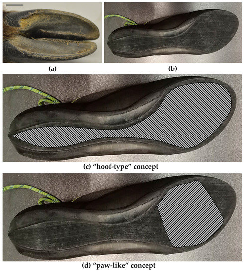 Investigating Foot Morphology in Rock Climbing Mammals: Inspiration for ...