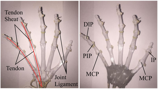 A Proposal of Bioinspired Soft Active Hand Prosthesis