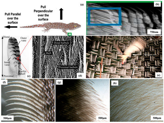 Tribological Behavior of Bioinspired Surfaces